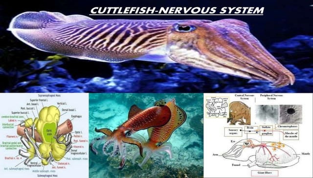 Squid Nervous System