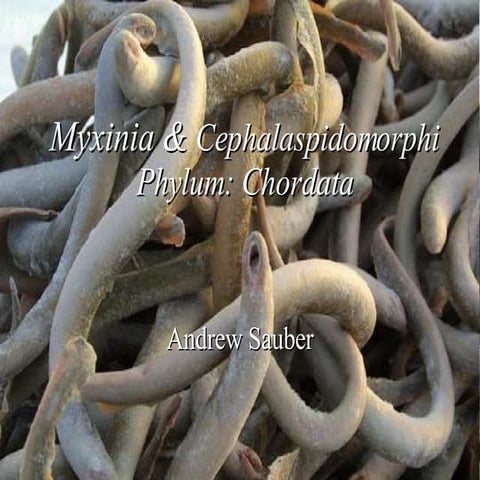 Myxinia & Cephalaspidomorphi | PPT