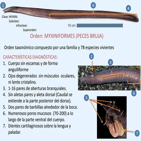 Peces: Orden Myxiniformes (Peces Bruja) | PPTX