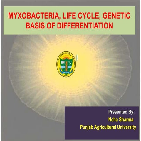 Myxobacteria, life cycle, genetic basis of differentiation | PPTX