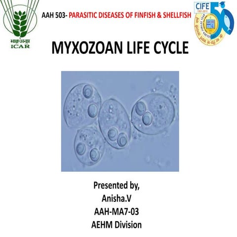 Myxozoan fish parasite life cycle | PPTX