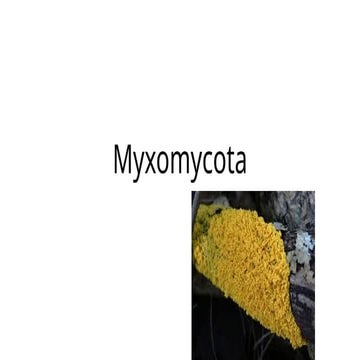 Myxomycota.pptxmmmmmmmmmmmmmmmmmmmmmmmmmmmmmmmmmm | PPT