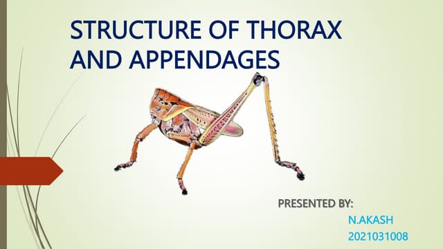 Insect thorax : Its areas, structure, function and modification in ...