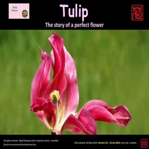 Tulip - Story of a Perfect Flower 2.0 | PPTX