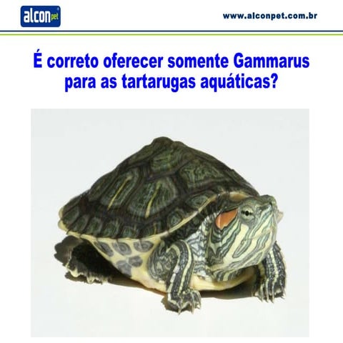 É correto oferecer somente Gammarus para as tartarugas aquáticas? | PPT