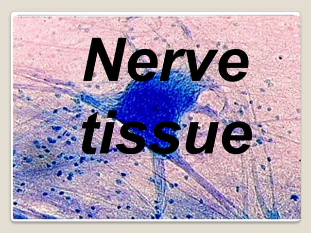 Nervous tissue (Histology) | PPTX