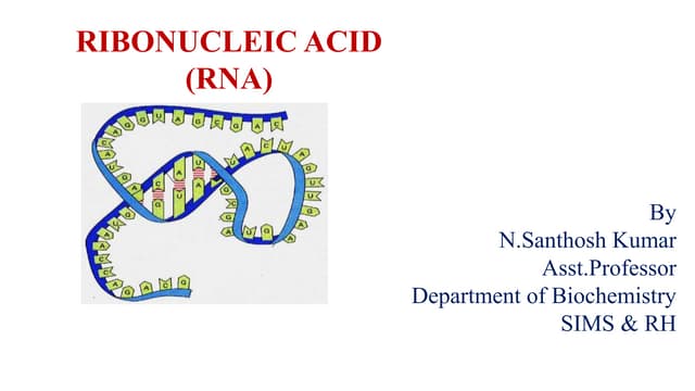 Types of RNA | PPTX