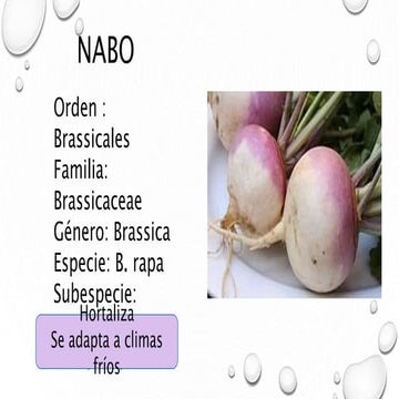 Nabo | PPTX