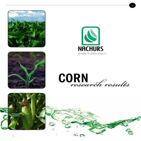 Nachurs corn research | PDF