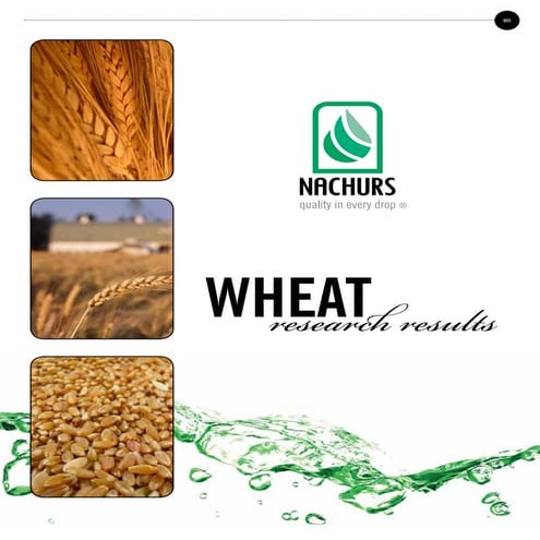 Nachurs wheat research | PDF
