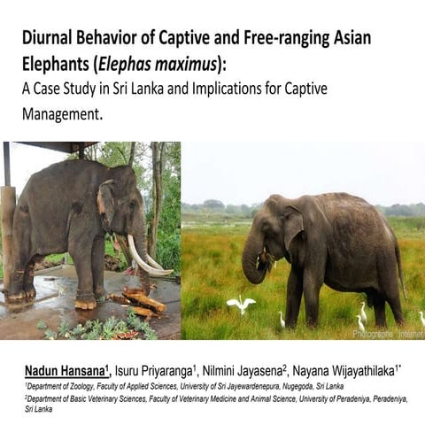 Diurnal Behavior of Captive and Free-ranging Asian Elephants (Elephas ...