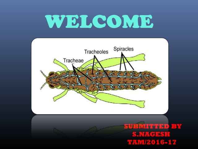 Insect respiratory system | PPTX