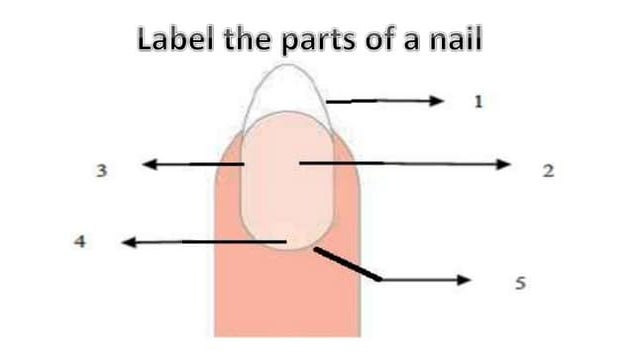Labeled Diagram Of Fingernail