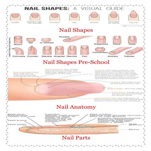 Nail shapes | DOCX