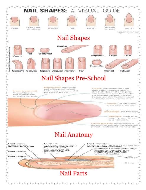 Diagram of the nail structures | PPTX | Nail Care | Beauty