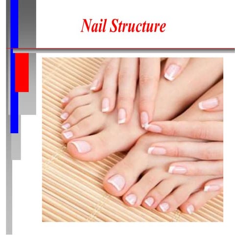 Nail structure | PPT