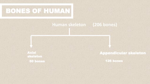 Introduction to 206 bones of the human body | PPTX