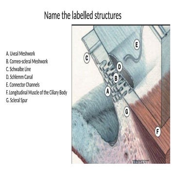 Name the labelled structures - Anatomy of Outflow Channels.pptx
