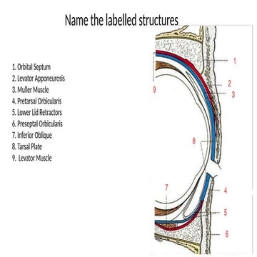 Name the labelled structures - Anatomy of the Eye Lid - Cross Section.pptx