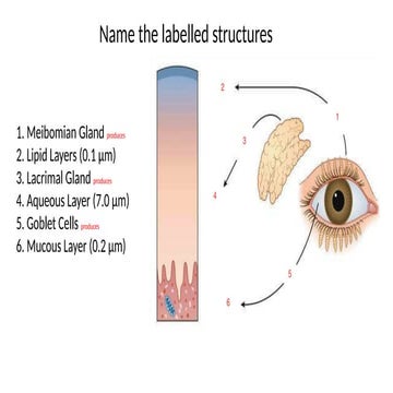 Name the labelled structures - Layers of the Tear Film.pptx