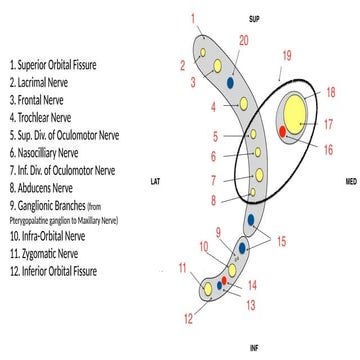 Name the labelled structures - Orbital Apex structures.pptx