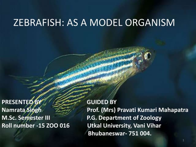 ZEBRA FISH: as model organism.pptx