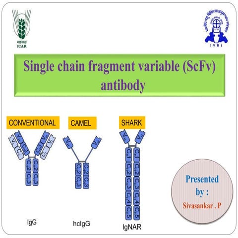 Single Chain Fragment Variable Antibody Scfv Ppt