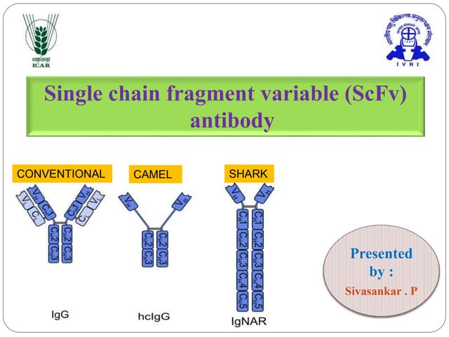 Single Chain Fragment Variable Antibody Scfv Ppt