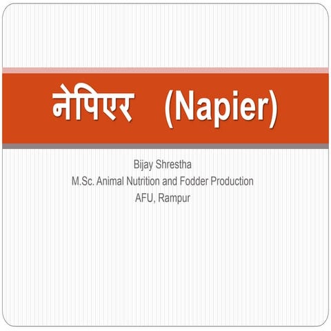 Napier (नेपिएर) | PPTX