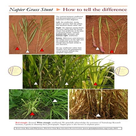Napier grass stunt: how to tell the difference | PDF