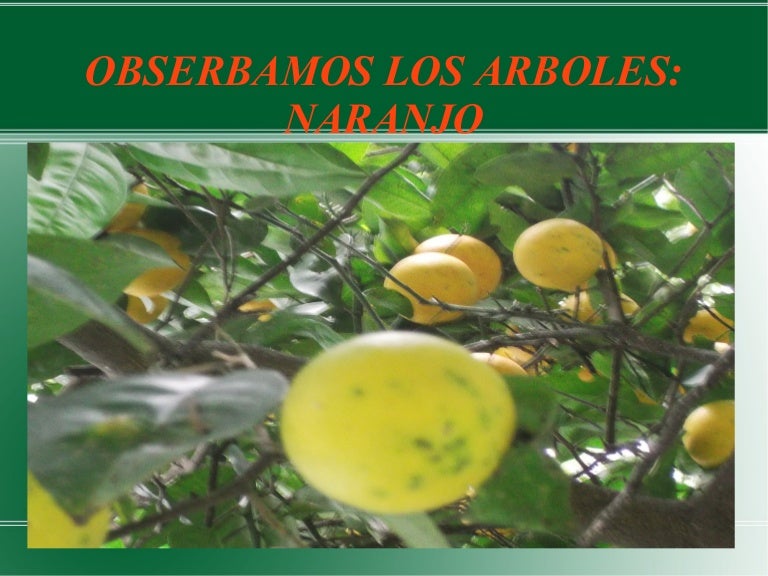 Naranjo