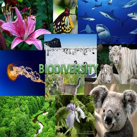 wildlife conservation | PPT