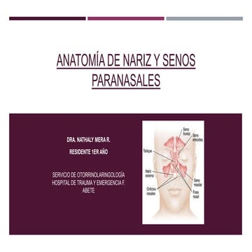 Anatomía De Los Senos Nasales Y Del Oído