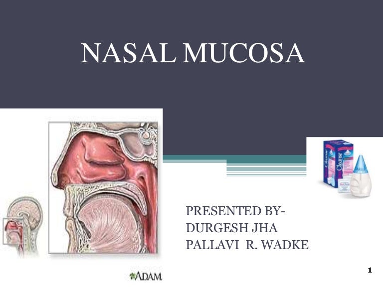 Nasal mucosa