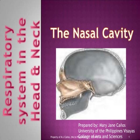 Nasal Cavity | PPTX