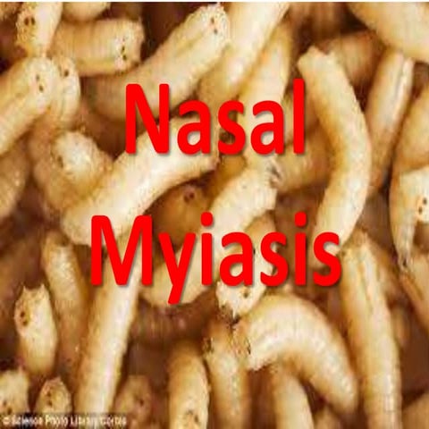 Nasal Myiasis | PPTX