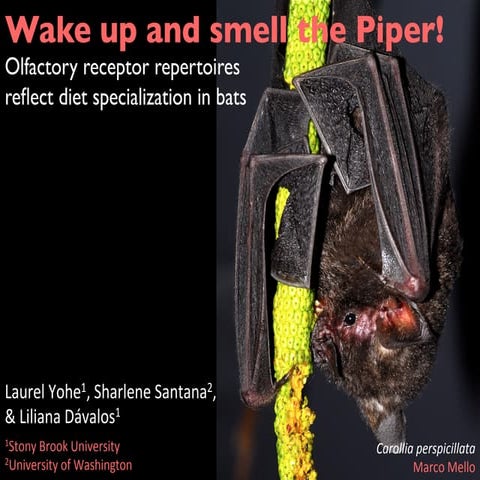 Wake up and smell the piper! Olfactory receptor repertoires reflect ...