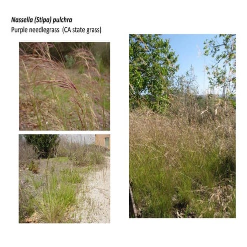 Nassella Pulchra CNPS Alliance: Nassella Spp. Melica Spp.