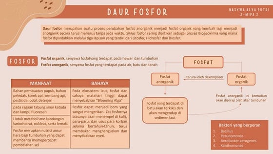 DAUR FOSFOR | PPTX