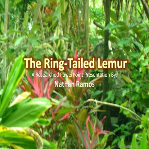 N athan ppt lemurs | PPTX