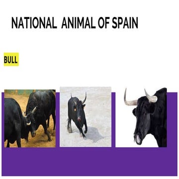 National animal of spain | PPT