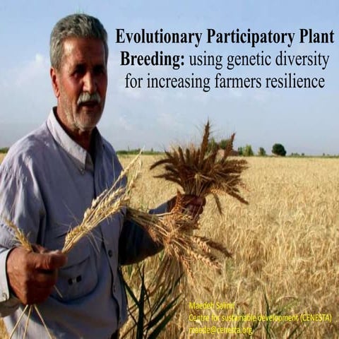 National Experiences - Evolutionary Participatory Plant Breeding: using ...