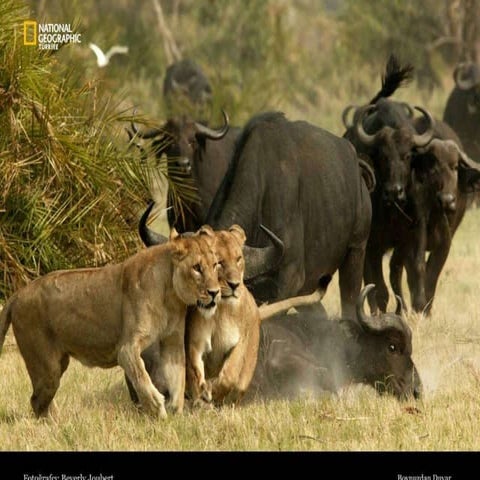 National geographic | PPS