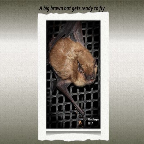 Native bats slideshow | PPT