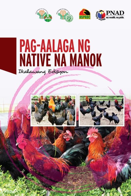 Pamaraan sa pag aalaga ng manok | PPTX