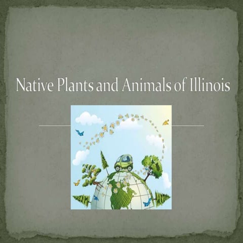 Native Plants And Animals Of Illinois | PPTX