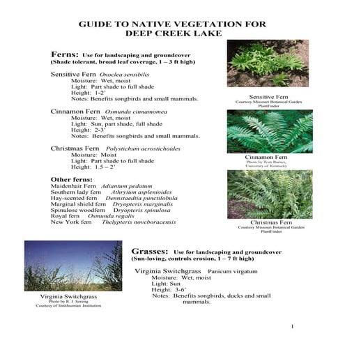 Guide To Native Vegetation For Deep Creek Lake - Marlyand | PDF ...