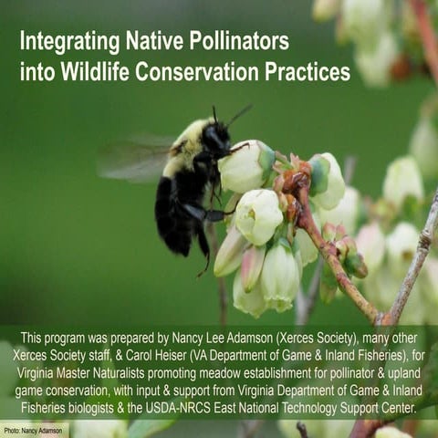 Integrating Native Pollinators into Wildlife Conservation Practices | PDF