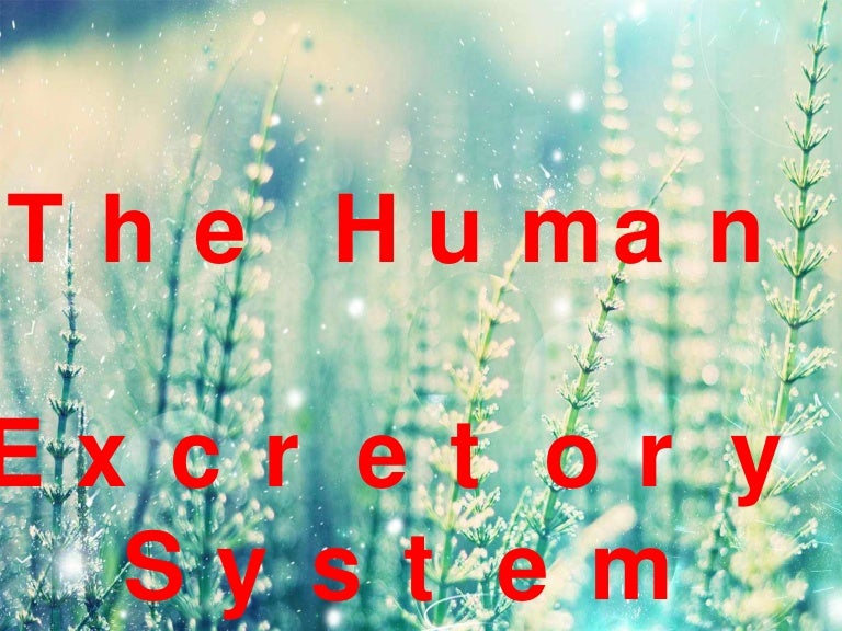 The Excretory System External Anatomy Mcat 2018 Biology