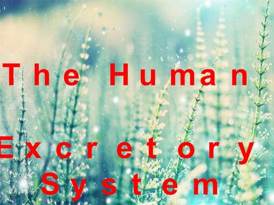 Excretion (biology) class 10th | PPTX